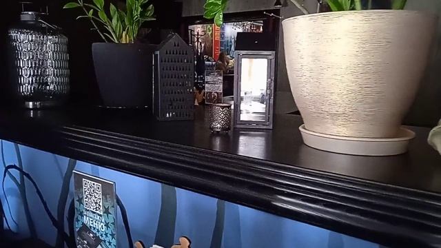 Кафе Чеширский кот. Житомир , Украина