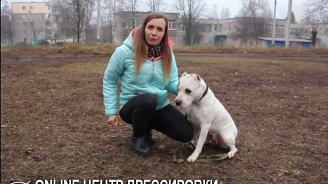 Собака-телохранитель, плюсы и минусы такого обучения, как ставят таких собак на защиту