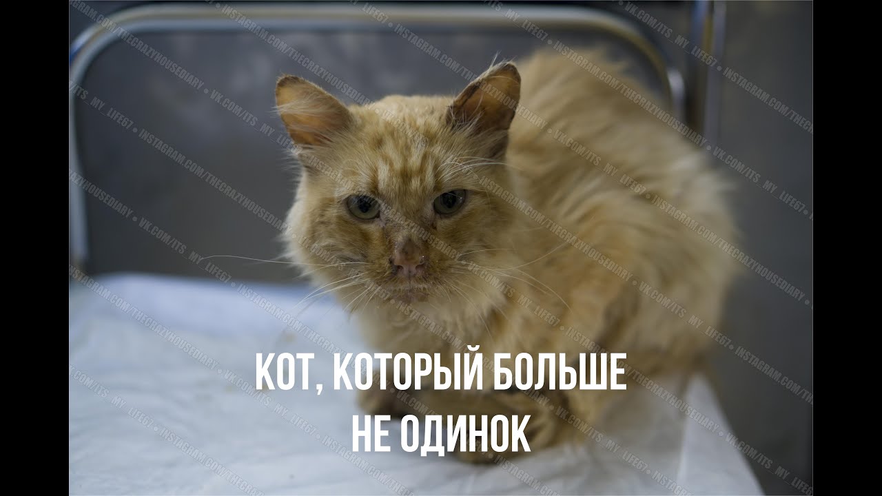 Кот, который больше не одинок