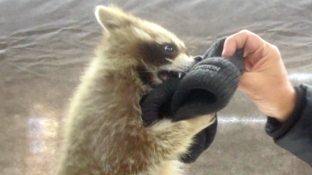 Енот отобрал шапку. Контактный зоопарк