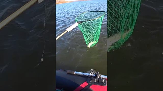 Подсак который фильтрует щук