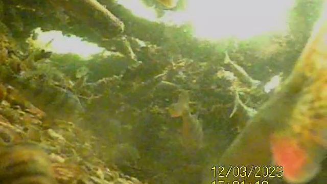 YouCut_20231203_171345303.mp4Волга гл.5м.Окуни 2 часть.03.12.2023г.