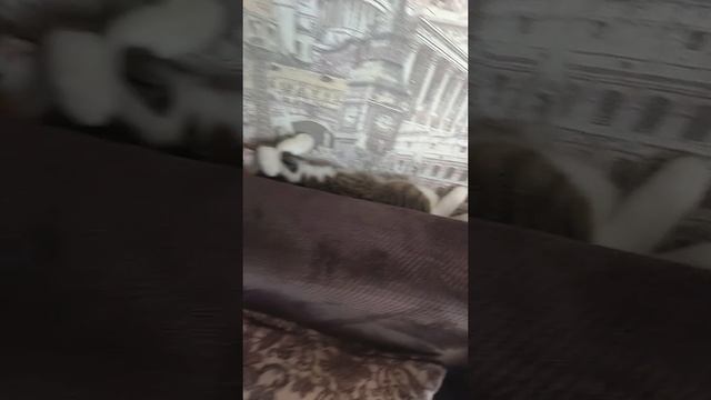 НАКА?Ты тута и я тута#кот#котики#котëнок#животное