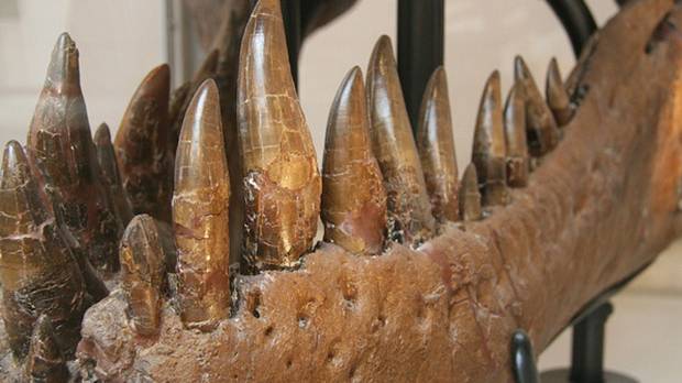 Смотрим динозавру в зубы!