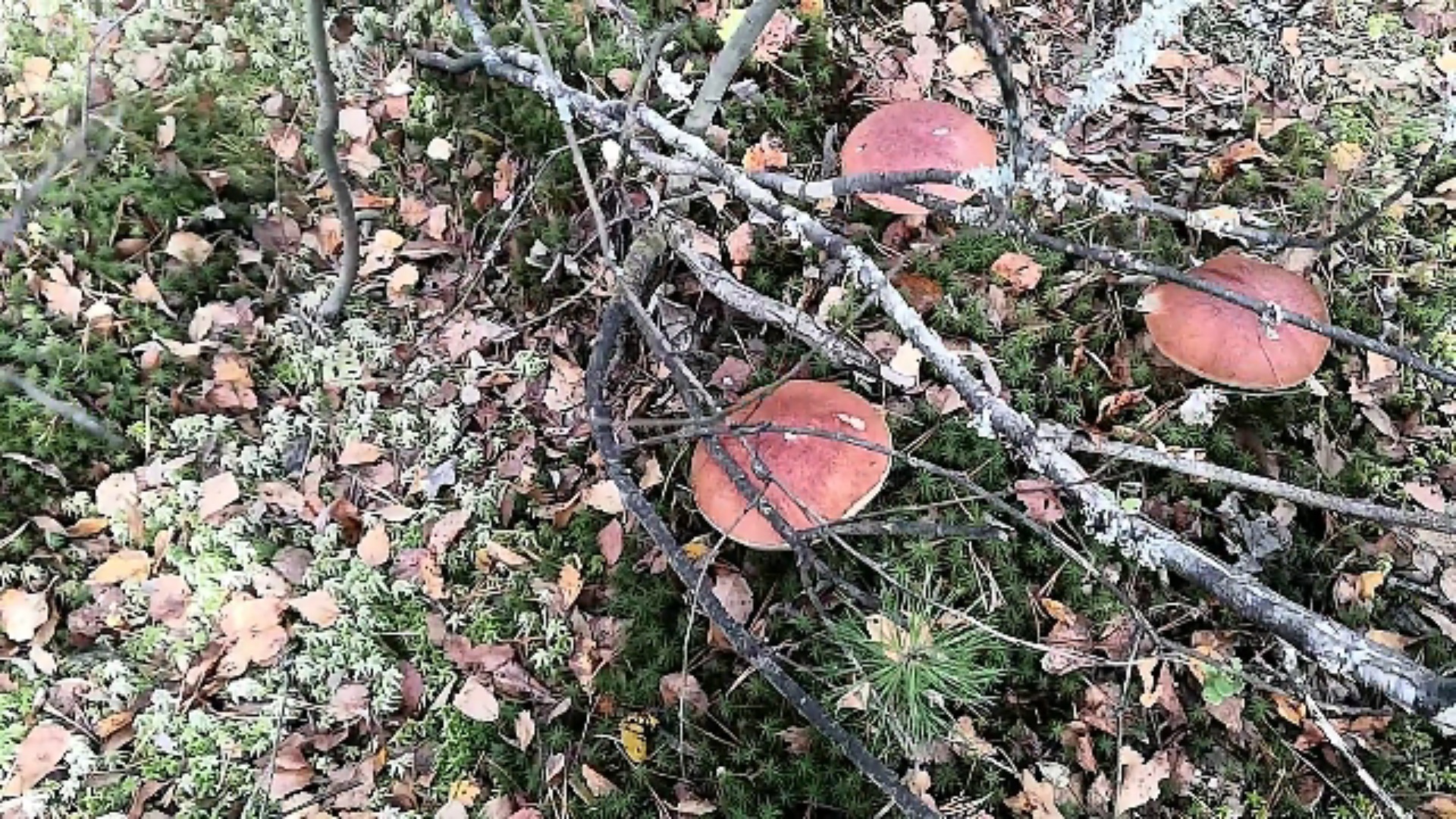 Большие подосиновики. Одиночные и растущие группами лесные грибы