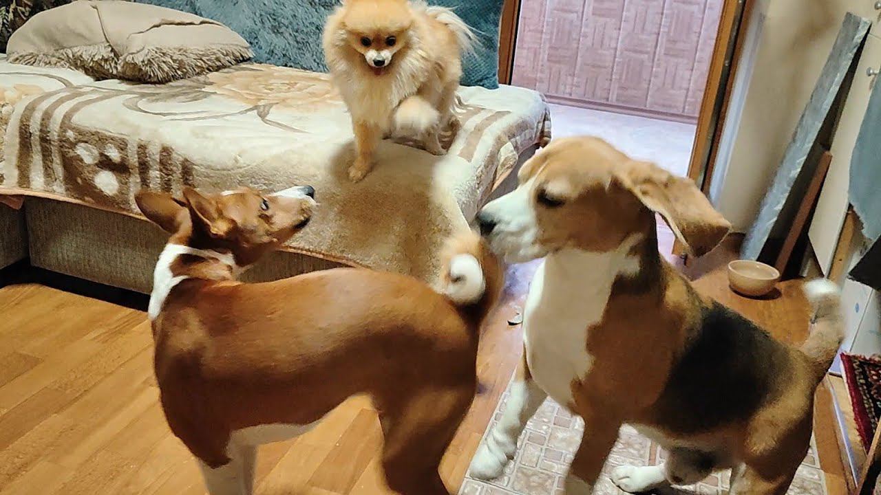 Начать утро с кофе? Размечталась! Буля, Лео и Фокс