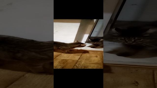 Внимание! Продолжение встречи двух котэ! Интриги, боевик!
