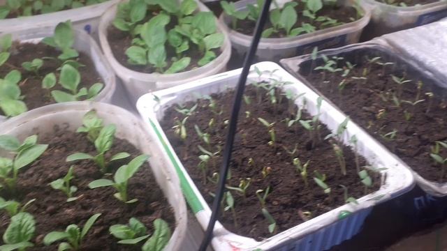 Обзор рассады на продажу.Март 2022.