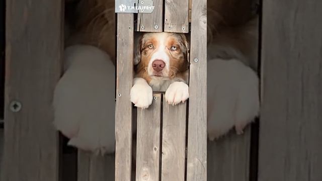 Два типа собак