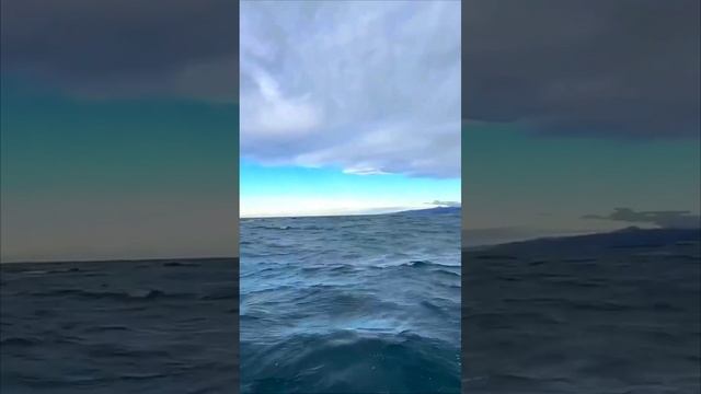 ???Дельфины в Сочи устраивают морские шоу даже в январе.?????✌??