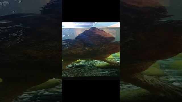 аквариумные рыбки СПБ 2022 РЫБКА РЫБА АКУЛА океанариум