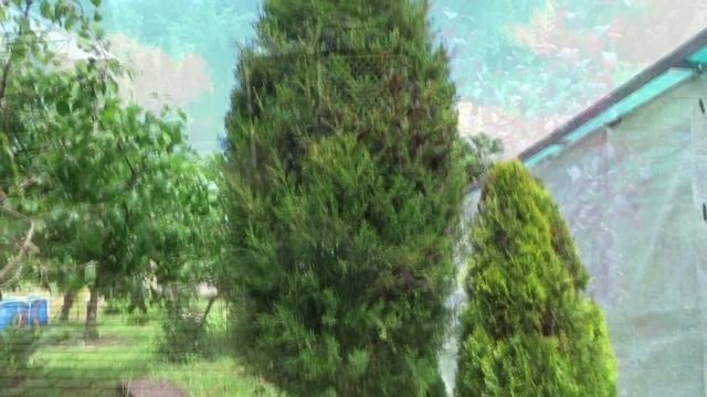 МОЙ САД. НАЧАЛО МАЙСКОГО ЦВЕТЕНИЯ.