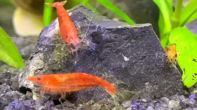 Аквариумные креветки видео