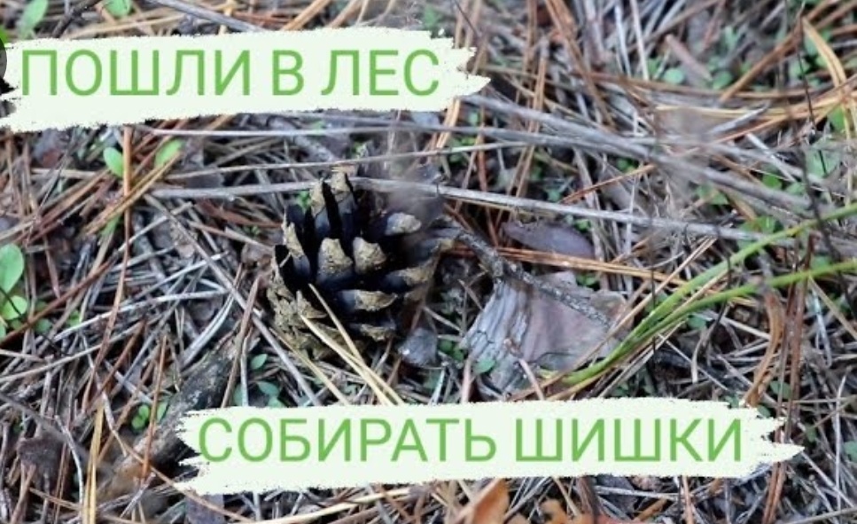 Жизнь возле леса)? Пошли в лес собирать шишки???