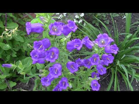 Двухлетний колокольчик"чашка с блюдцем" Особенности выращивания. От посадки до цветения.