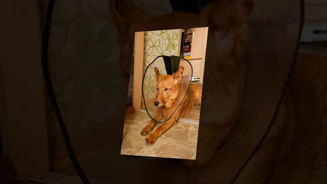 Обзор Tamron AF 18-270mm F/3.5-6.3 Di II VC PZD