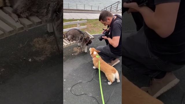 енот Витя знакомится с корги #shorts