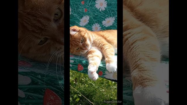 Игры на свежем воздухе.