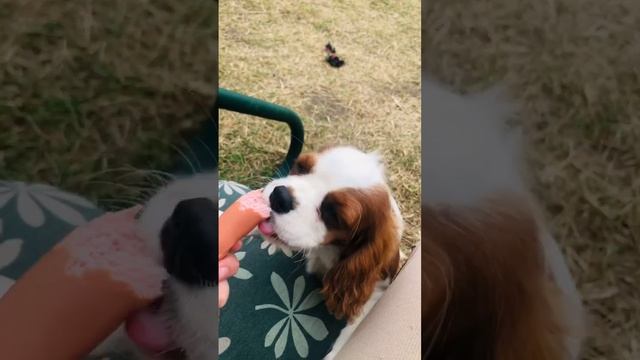 Не равная борьба за сосисон ??