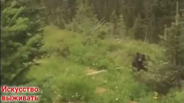 Если на Вас нападёт медведь