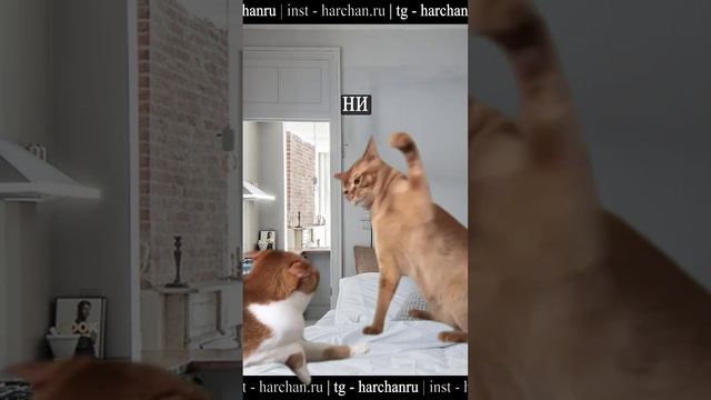 Когда он не понимает намеков...