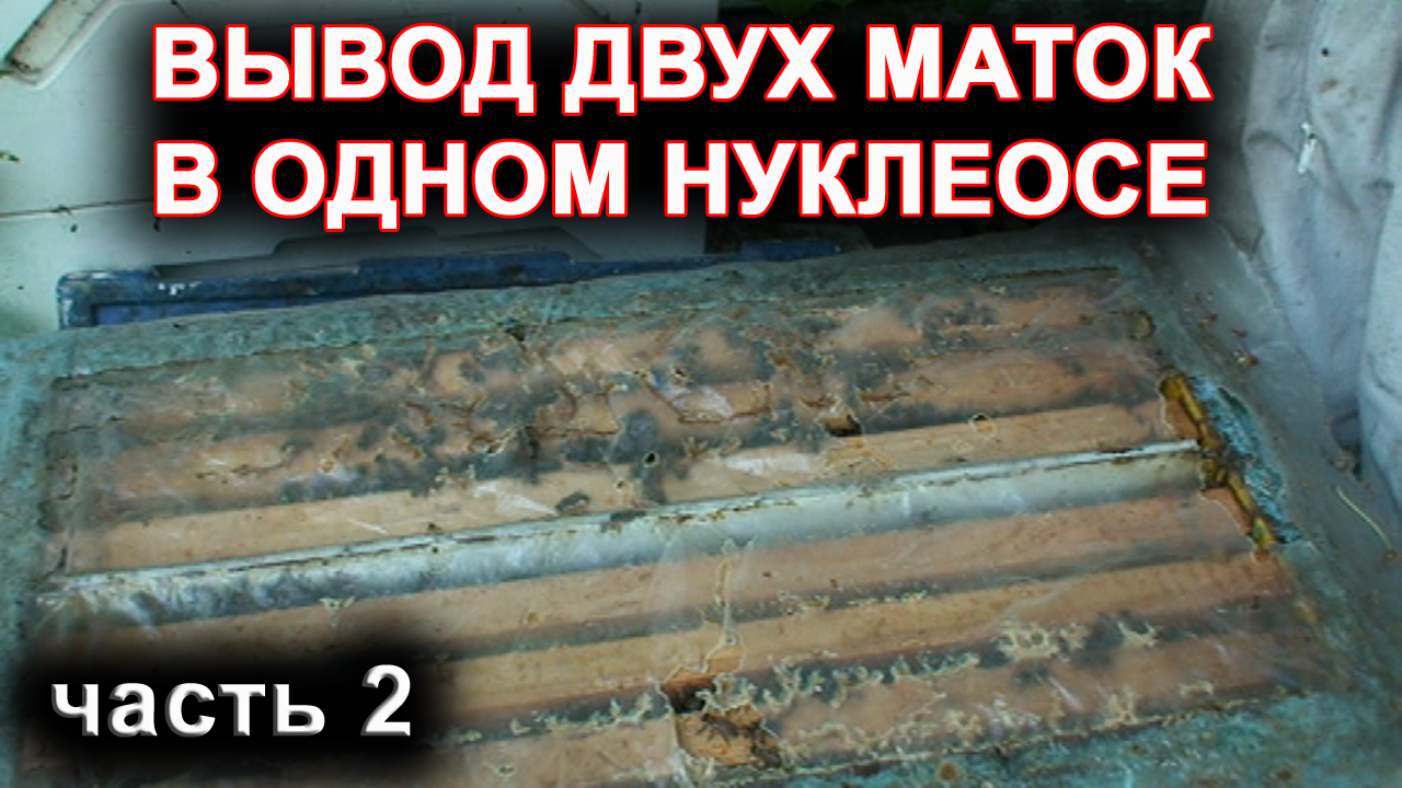 Вывод двух маток в одном нуклеосе. часть 2.