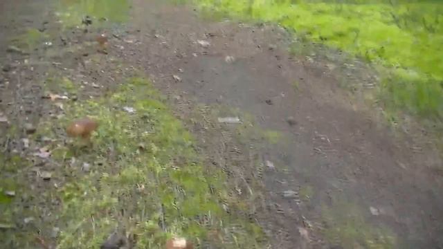 Лесные Подорожники 2017