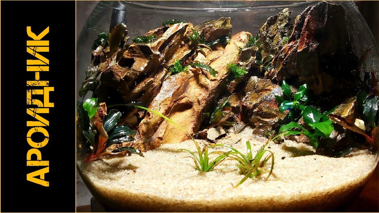 Запуск флорариума с ароидными растениями