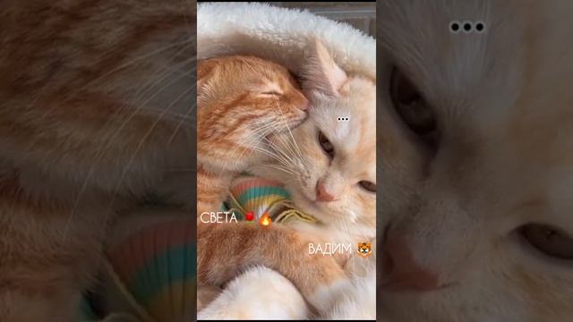 Спокойной ночи, любимая СВЕТА