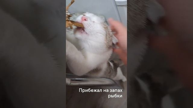 Голодный кот