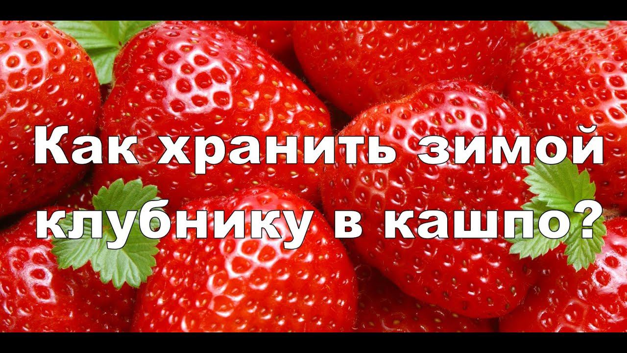 КАК ХРАНИТЬ ЗИМОЙ КЛУБНИКУ В КАШПО