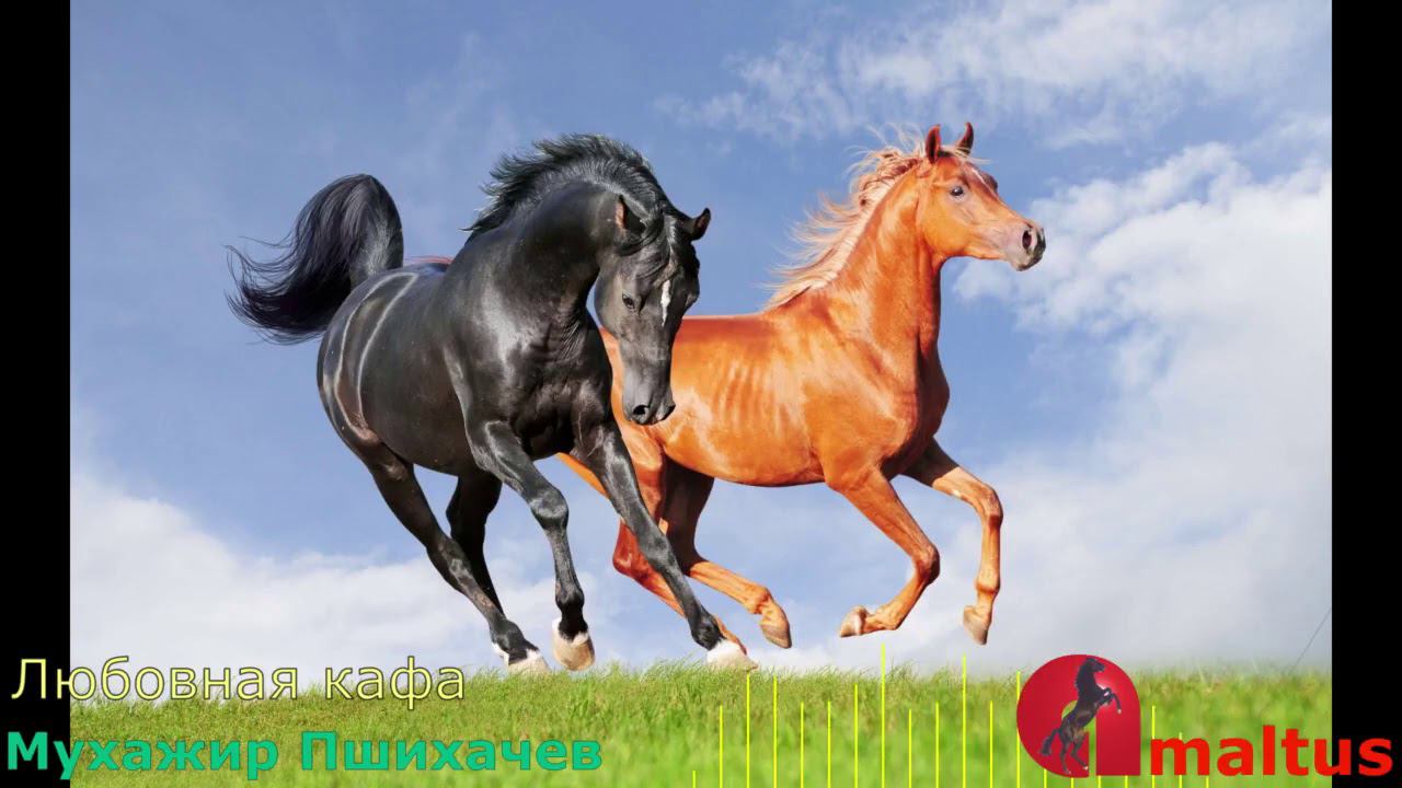 Любовная кафа - Мухажир Пшихачев