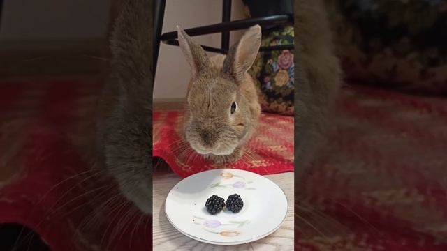 Ирискин пробует голубику и ежевику