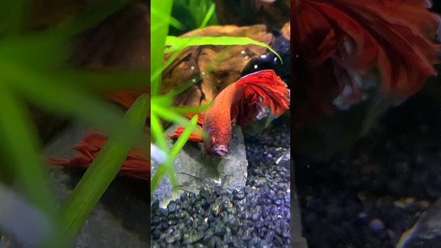 Содержание рыбки петушка видео на #рутуб