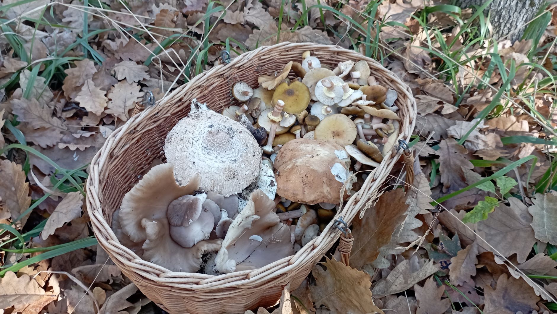 МОЛОДЫЕ ОПЯТА! По грибы 8 ноября 2023 года.