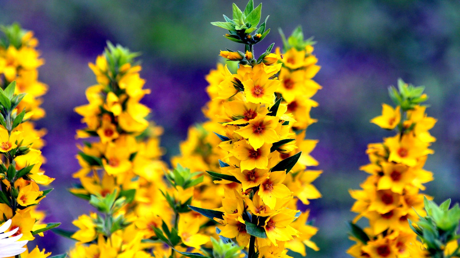 Экхарт Толле - 43. Неприятности и несчастья, озвучивает Nikosho.mp4