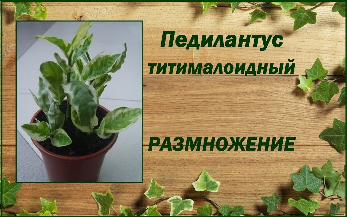 Педилантус титималоидный размножение черенками, укоренение черенков