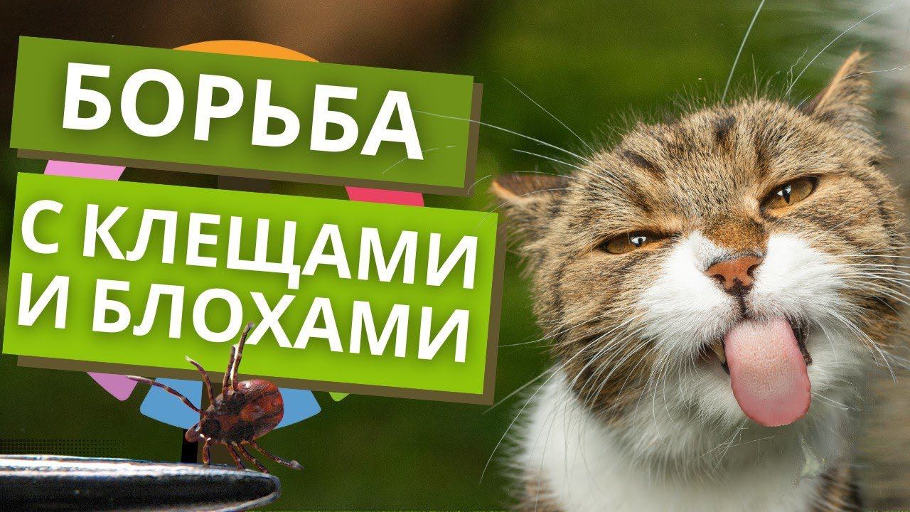 Как обработать домашнего питомца от блох и клещей