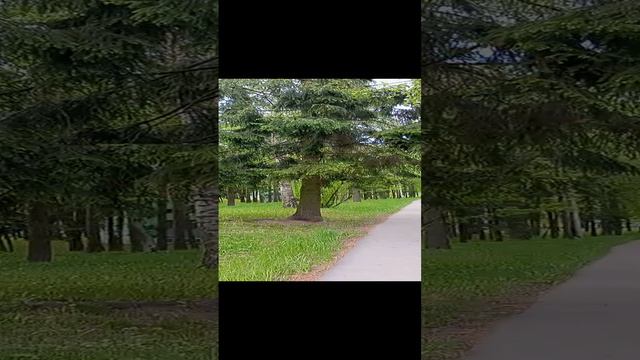 Павловск , СПБ ПИТЕР ТИПИЧНЫЙ ПИТЕР ЛЕТО ПРИРОДА