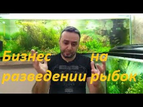 Разведение аквариумных рыбок как бизнес. Готовим лопату и мешок для денег. (Архив от 2.04.2022)