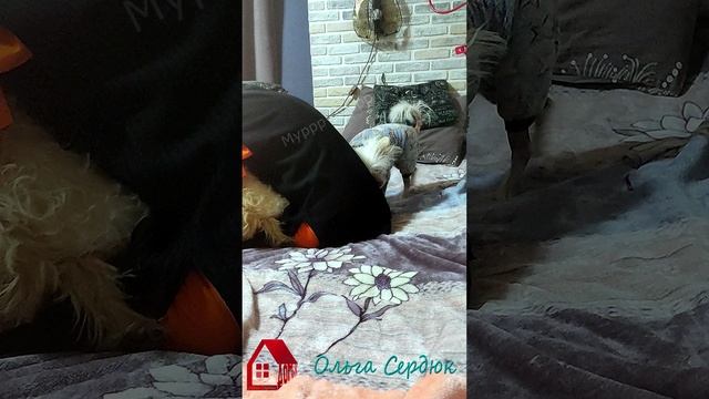 Массажист Гоша. А ваши животные заботятся о вас?