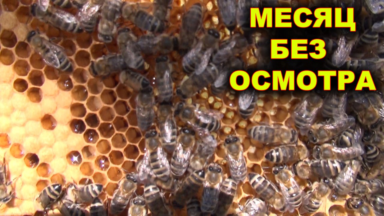 Месяц без осмотра. Результат.