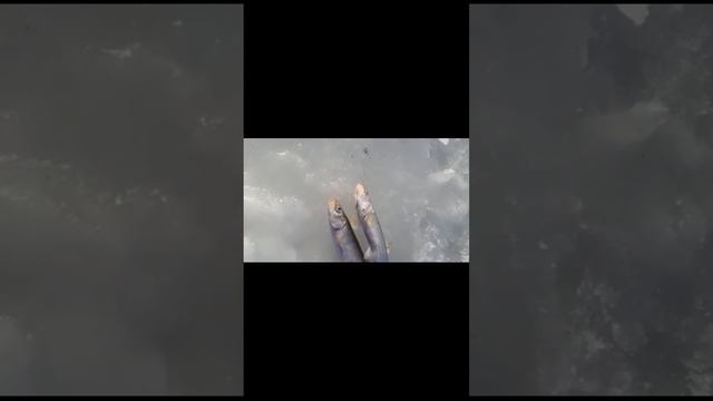 Ловля корюшки (зубаря) на блёсны от Mr. Musurok