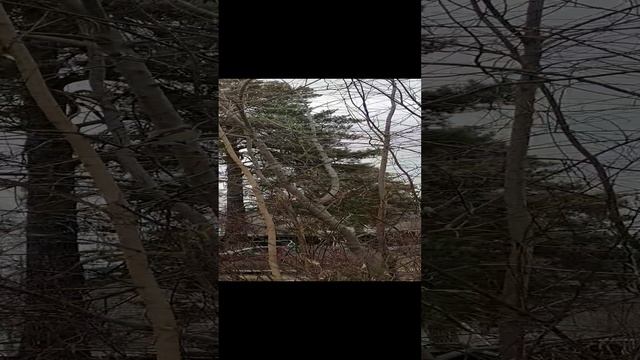 Весна... Апрель... Снегири... Свиристель