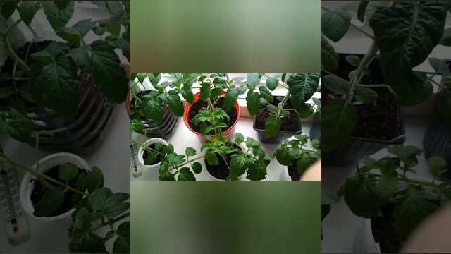 Когда высевать томаты на рассаду