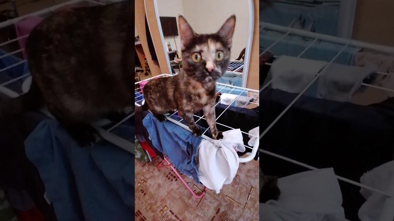 Мурка охотится на мух.