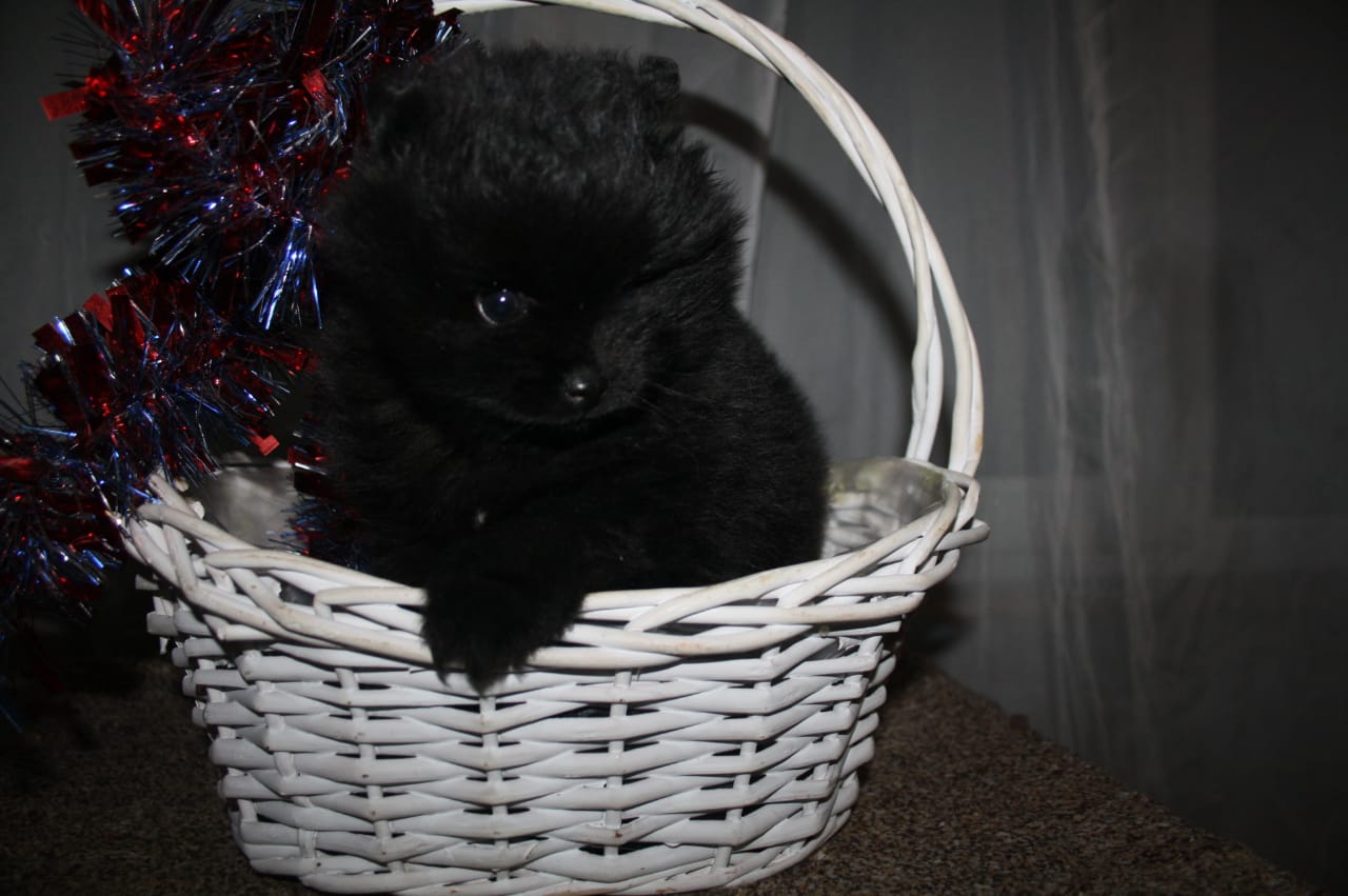 Ищем маму для щенка! Папа тоже подойдёт!