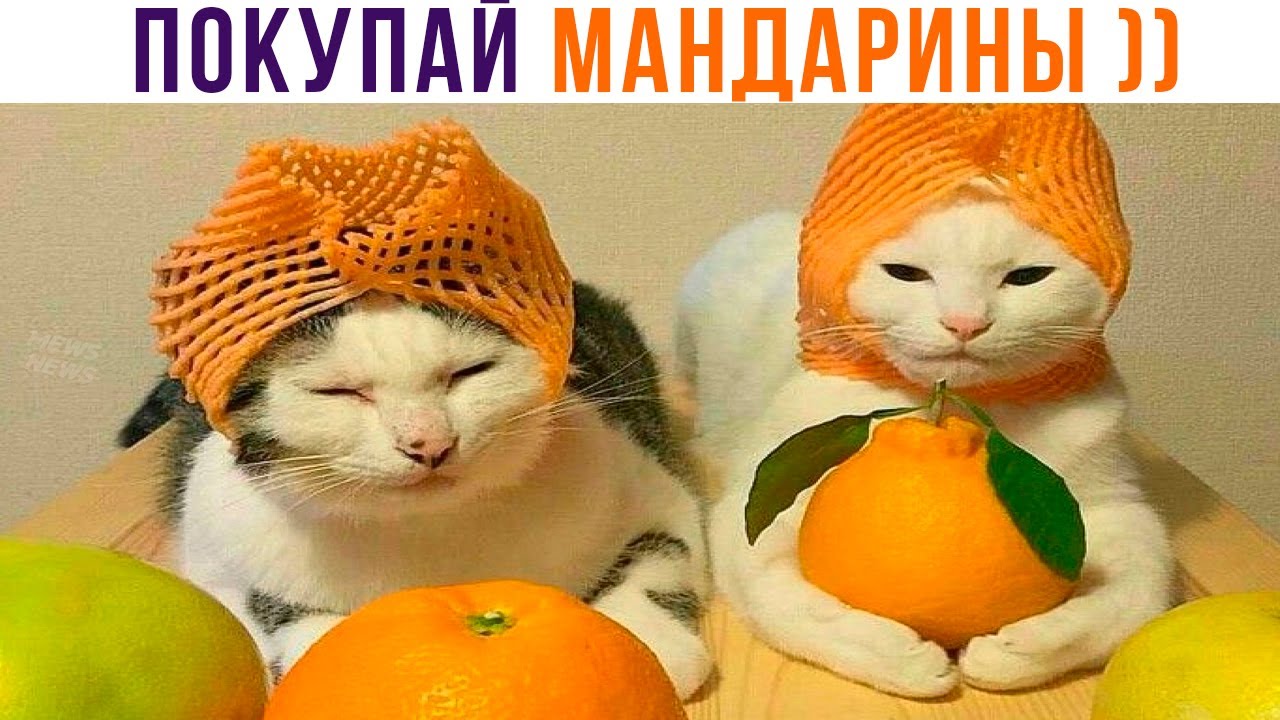 СВЕЖИЕ МАНДАРИНЫ, ТОЛЬКО С ПОЛА ))) Приколы с котами | Мемозг 1174