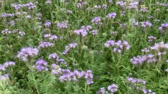 Фацелия - растение медонос, сидерат, оптимист!