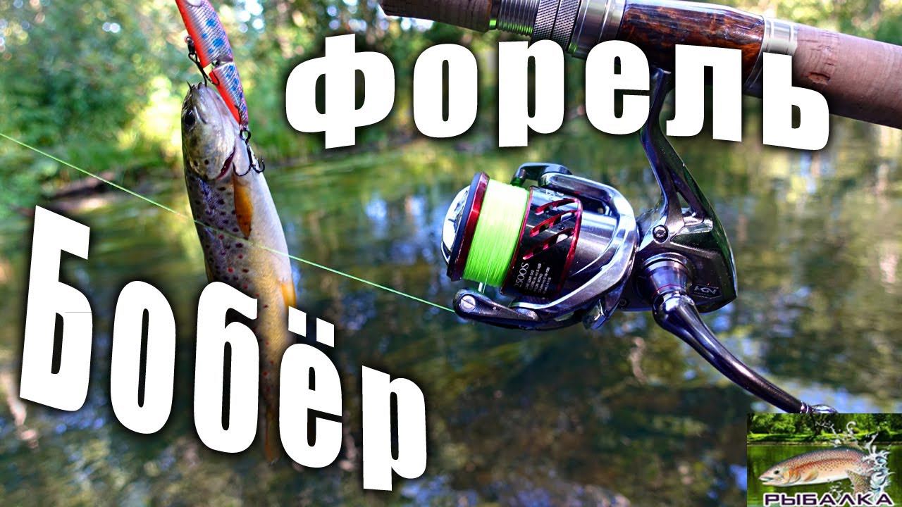 Форель. Бобёр. Щука. Рыбалка в Ленинградской области. Август 2020.